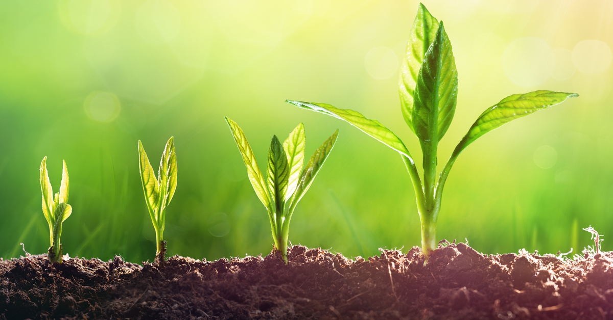 Brazil—Green Shoots on the Horizon? | Western Asset